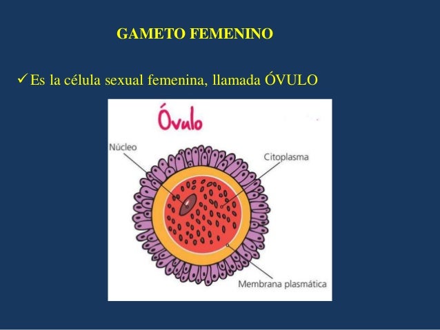 6°BásicoCs-NaturalesPPT-Reproducción-humana (1).pptx