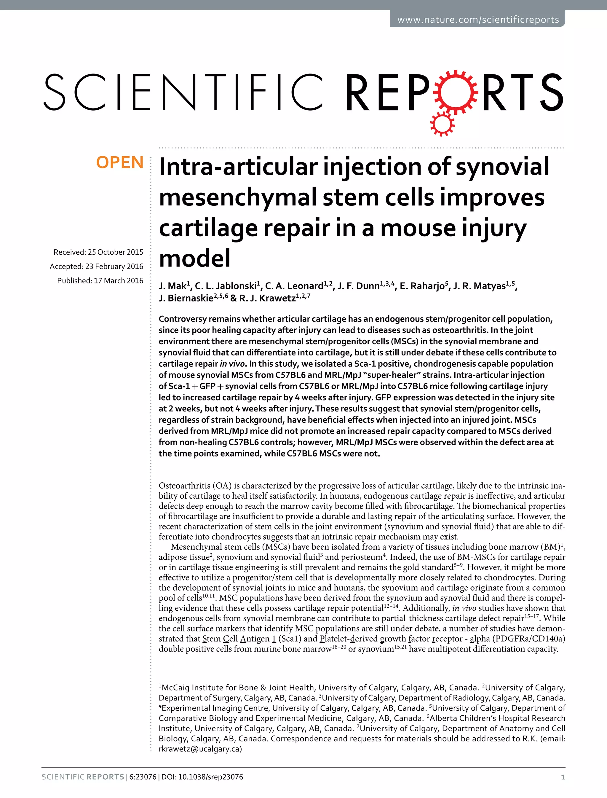 Intra_articular injection of synovial mesenchymal stem cells improves ...