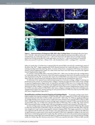 Intra_articular injection of synovial mesenchymal stem cells improves ...