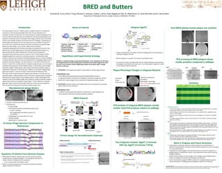 BRED and Butters Mountaintop Biology poster 2013 36x46(1) | PPT