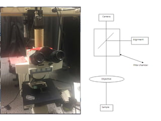 Confocal Raman Microspectroscopy of Cornea | PPT