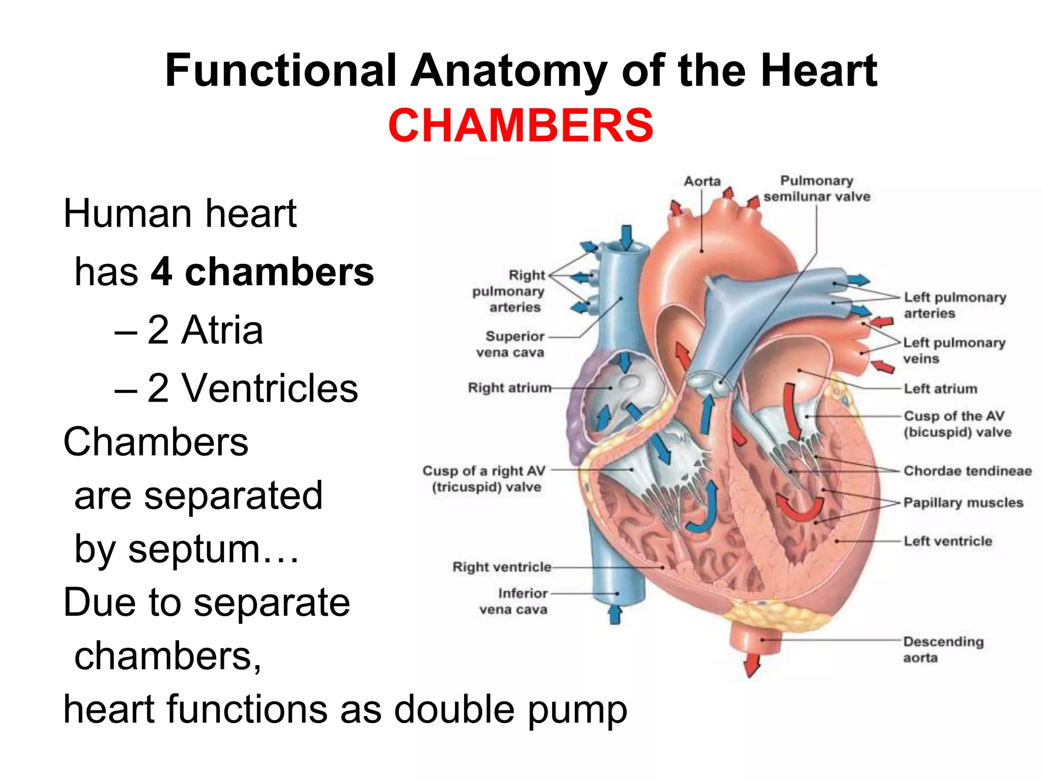 cardiovascular physiology | PPT