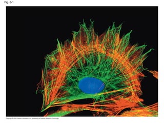 6_Cell Structure and Detailed Overview.pdf