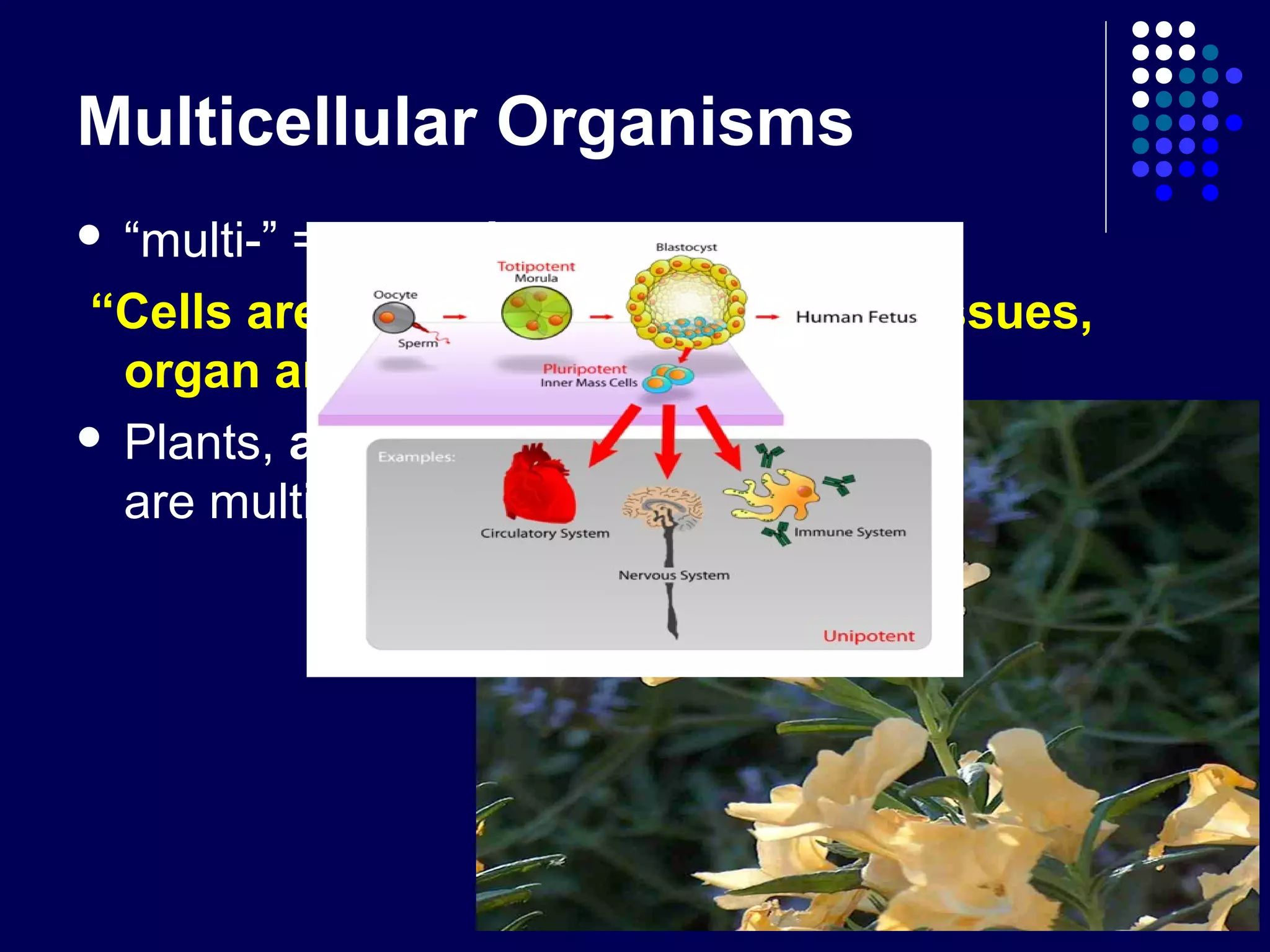 6 cellular organization | PPT