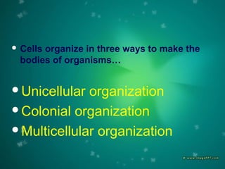 6 cellular organization | PPT