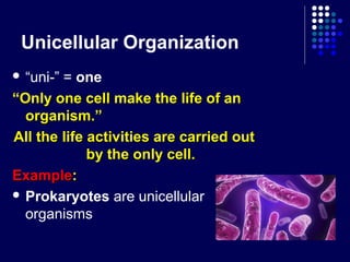6 cellular organization | PPT