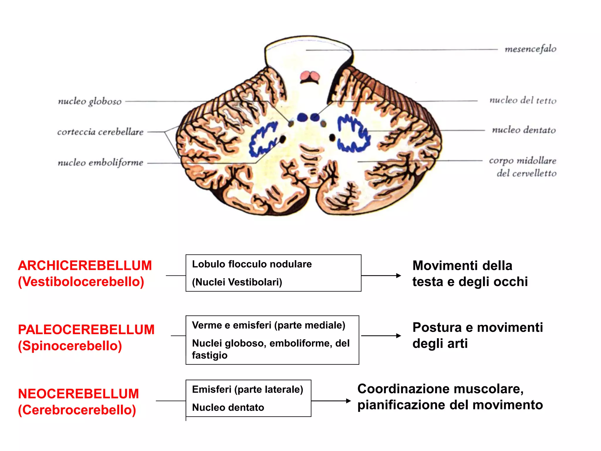 6 cervelletto morfo e organizz interna 2.pdf | Brain and Nervous System ...