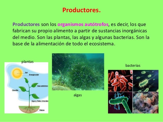 Organismos Productores