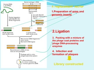 construction of genomicc dna libraries | PPT