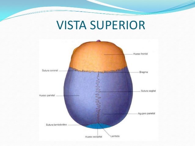 6) cràneo