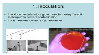 Culturing, inoculation and identification - Microbiology for Lab ...
