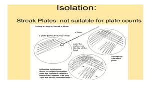 Culturing, inoculation and identification - Microbiology for Lab ...