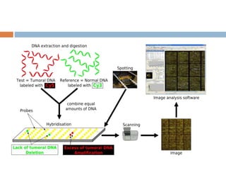 Comparative Genomic Hybridization | PPTX