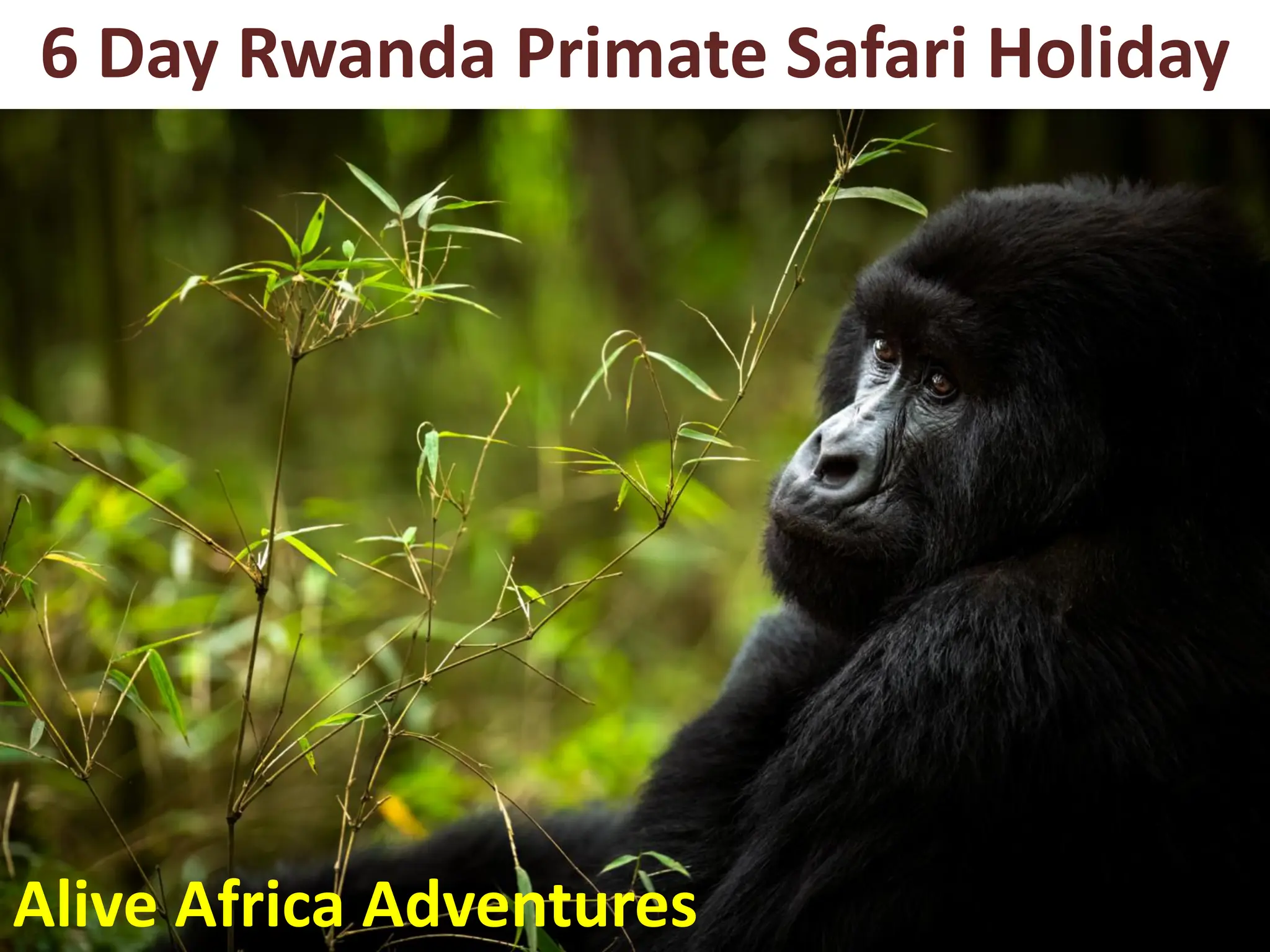 Welcome To 6 Day Rwanda Primate Safari Holiday | PPT