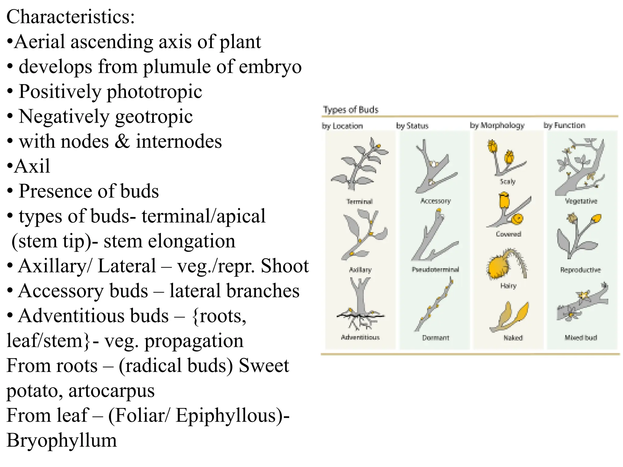 Notes on stems for undergraduate biology notes | PDF