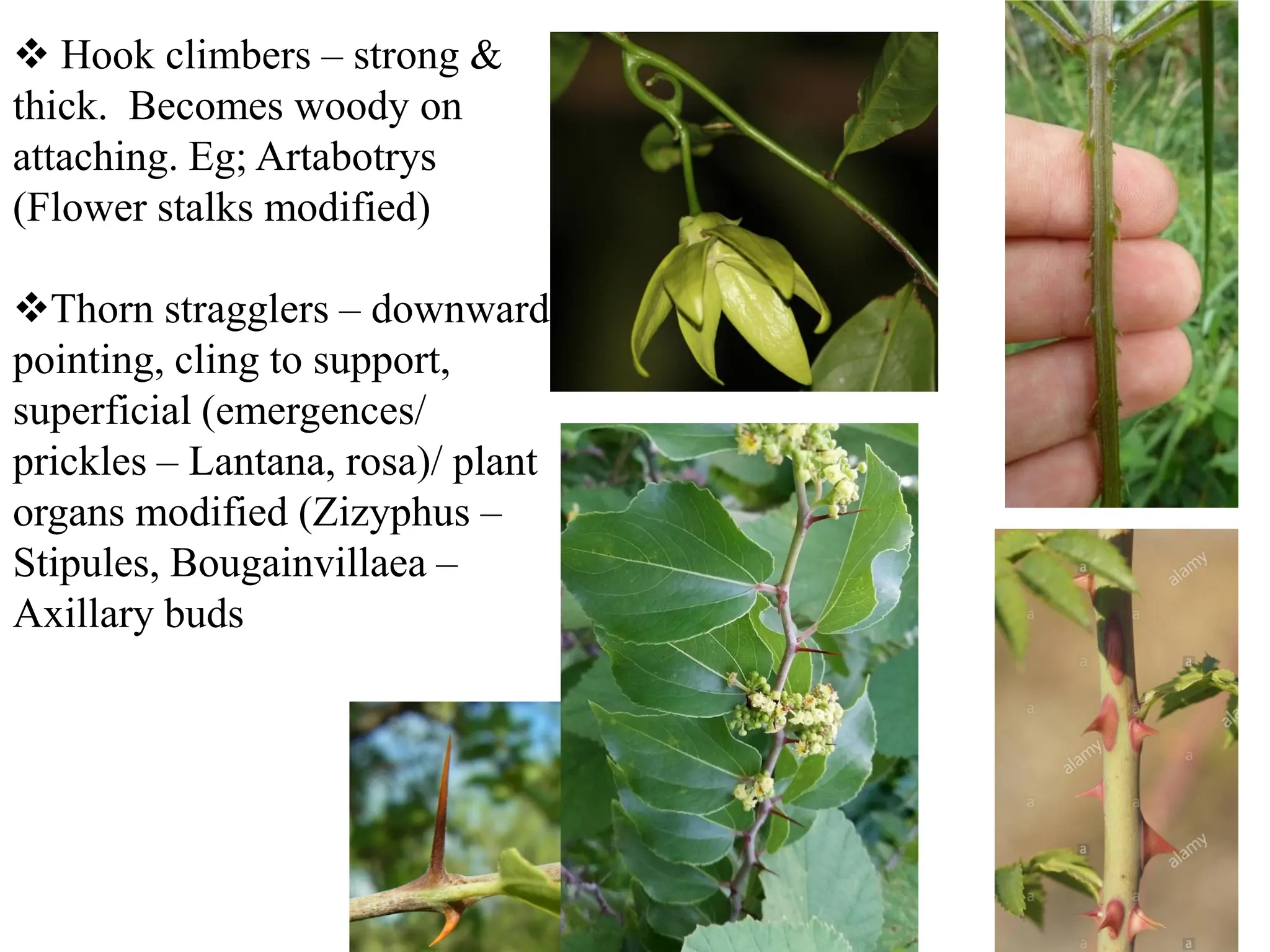 Notes on stems for undergraduate biology notes | PDF