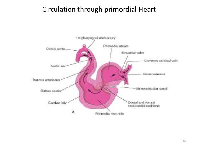 6 development of the heart akd