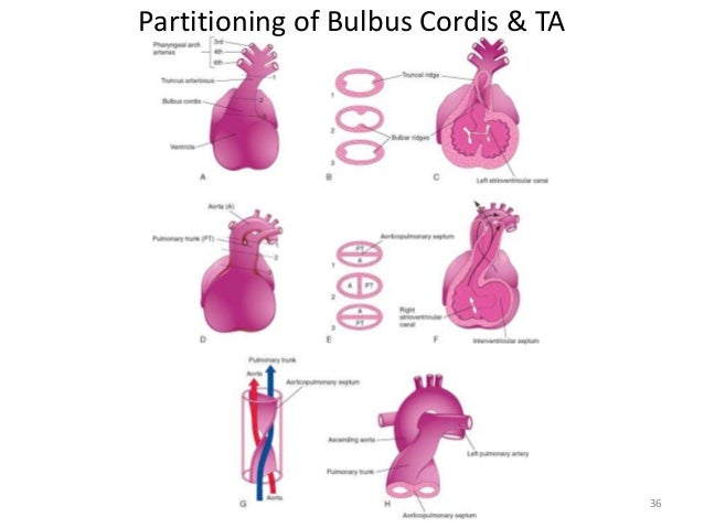 6 development of the heart akd