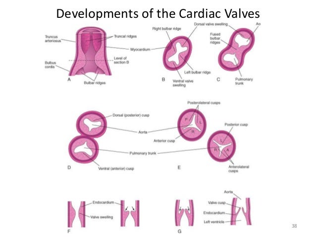6 development of the heart akd