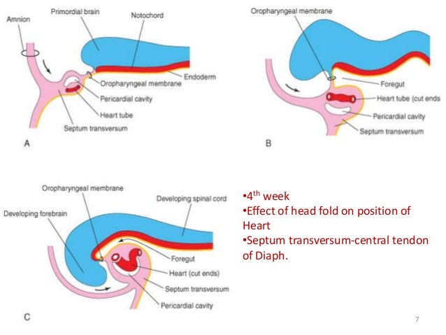 6 development of the heart akd