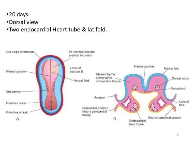 6 development of the heart akd