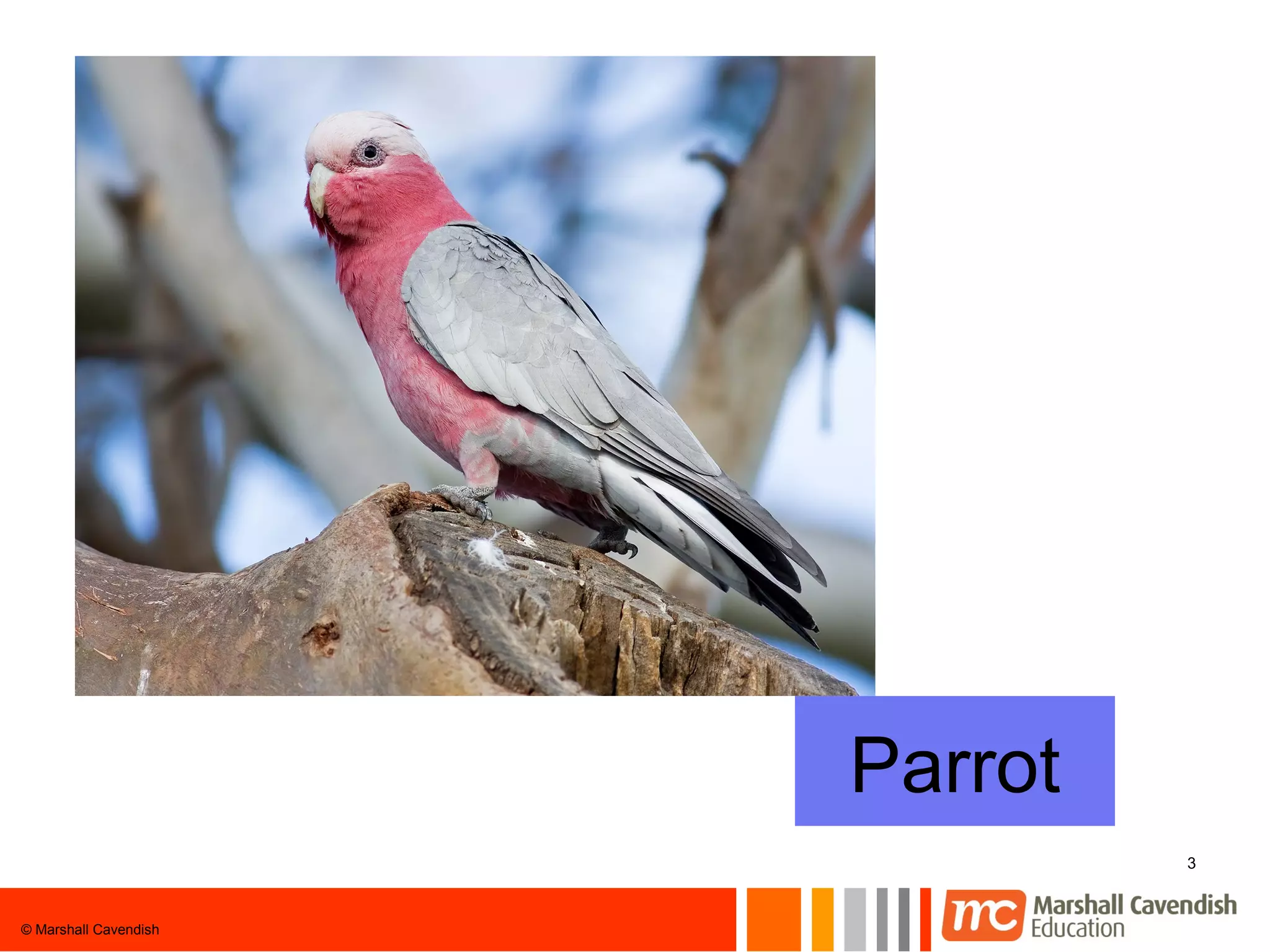 6 diversity wb_powerpoints_slides_activity_3.1 | PPT