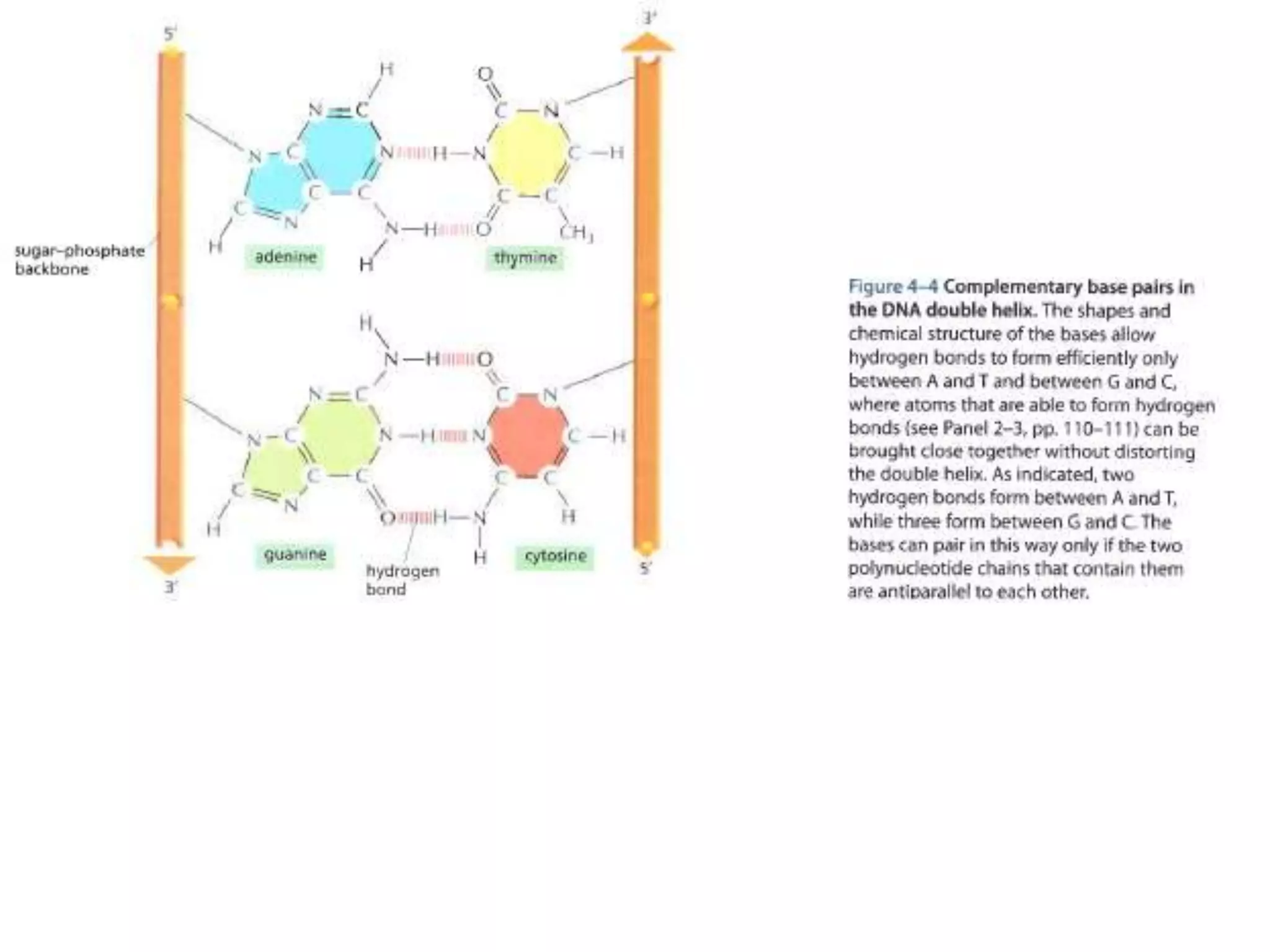 8 Basic Genetic Mechanisms | PPTX