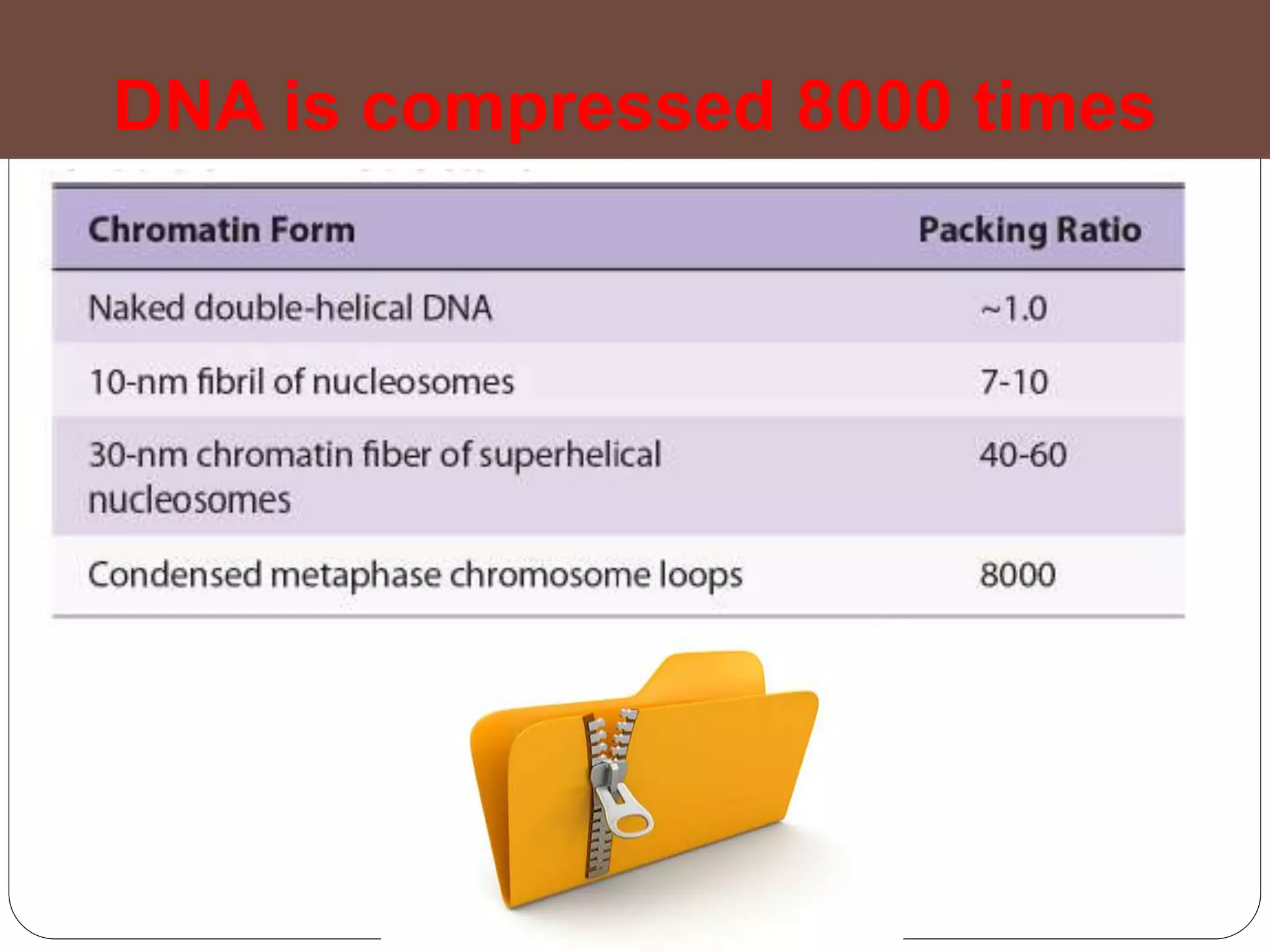 6 dna organisation ii | PPT