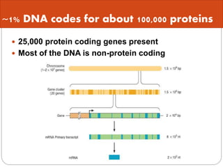 6 dna organisation ii | PPT