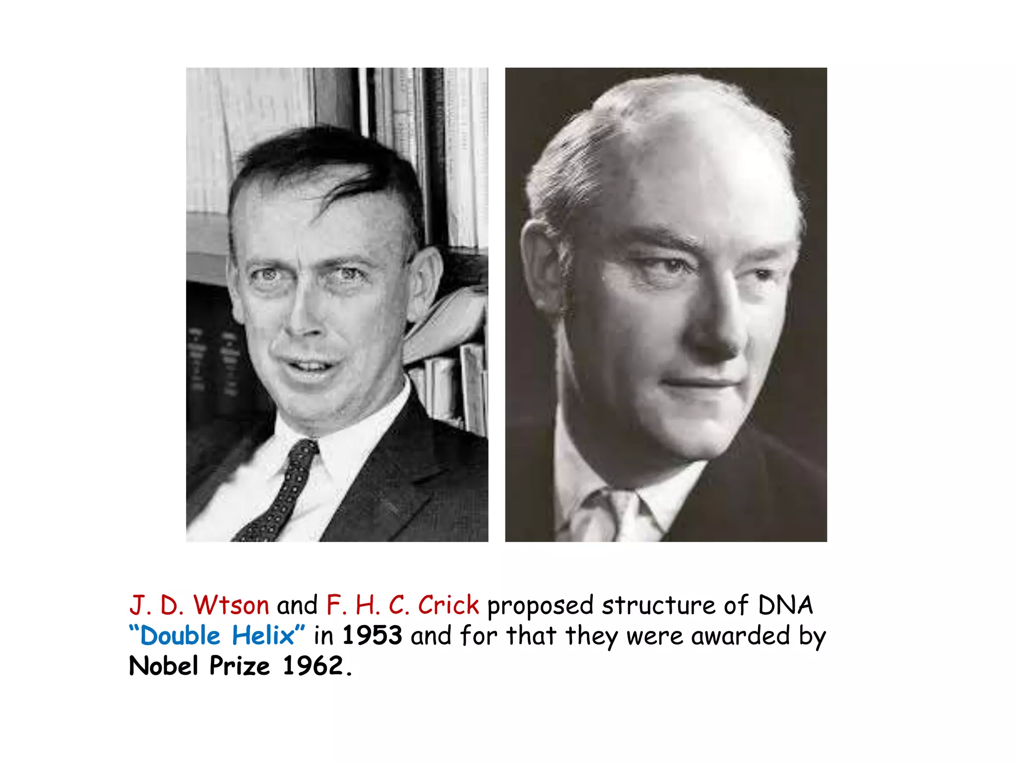DNA Structure & Function | PPTX