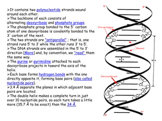 DNA Structure & Function | PPTX