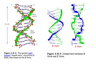 DNA Structure & Function | PPTX
