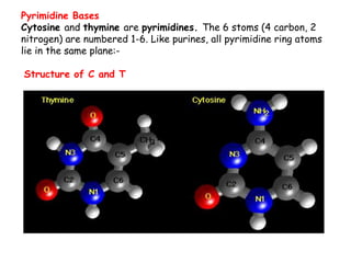 DNA Structure & Function | PPTX