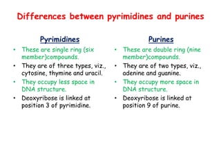 DNA Structure & Function | PPTX