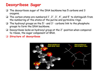 Deoxyribose Function