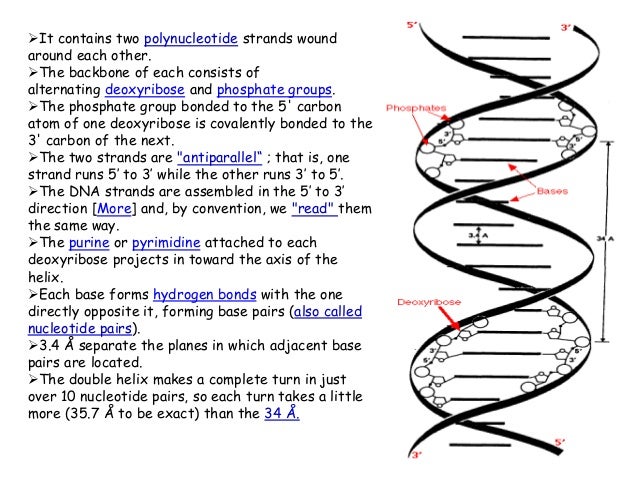 DNA Structure & Function