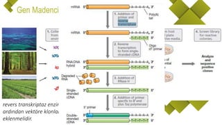 Yeni enzimlerin keşfinde metagenomik yaklaşımlar | PPT