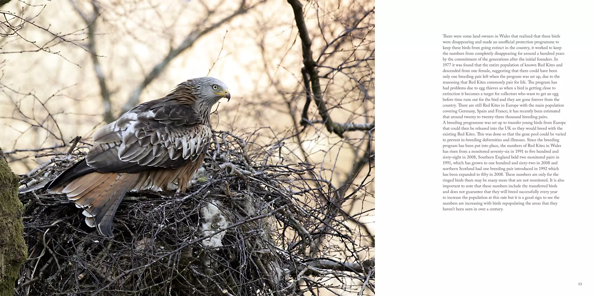 Red Kite Conservation book | PDF