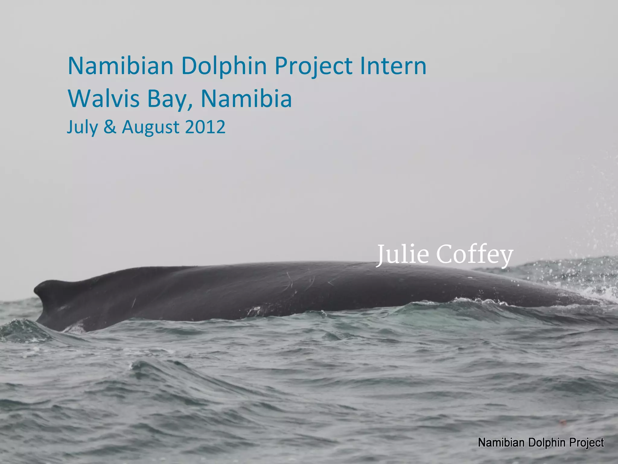 Namibian Dolphin Project Powerpoint | PDF