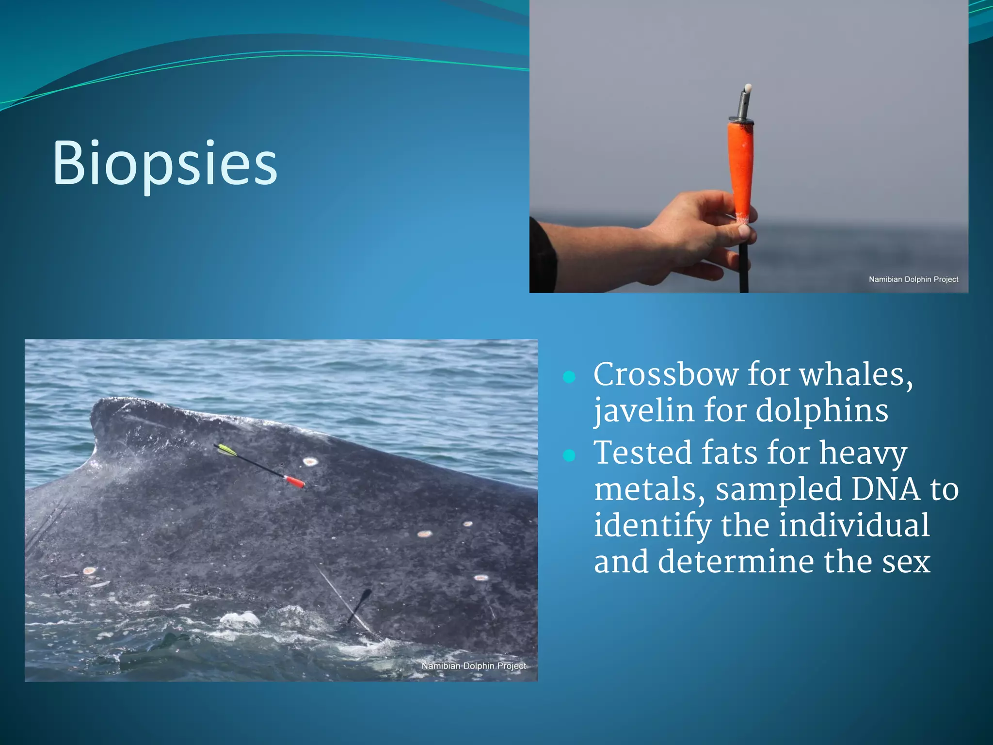 Namibian Dolphin Project Powerpoint | PDF