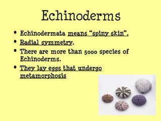 Echinoderms | PPT