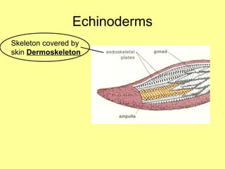 Echinoderms | PPT
