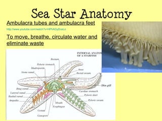 Echinoderms | PPT