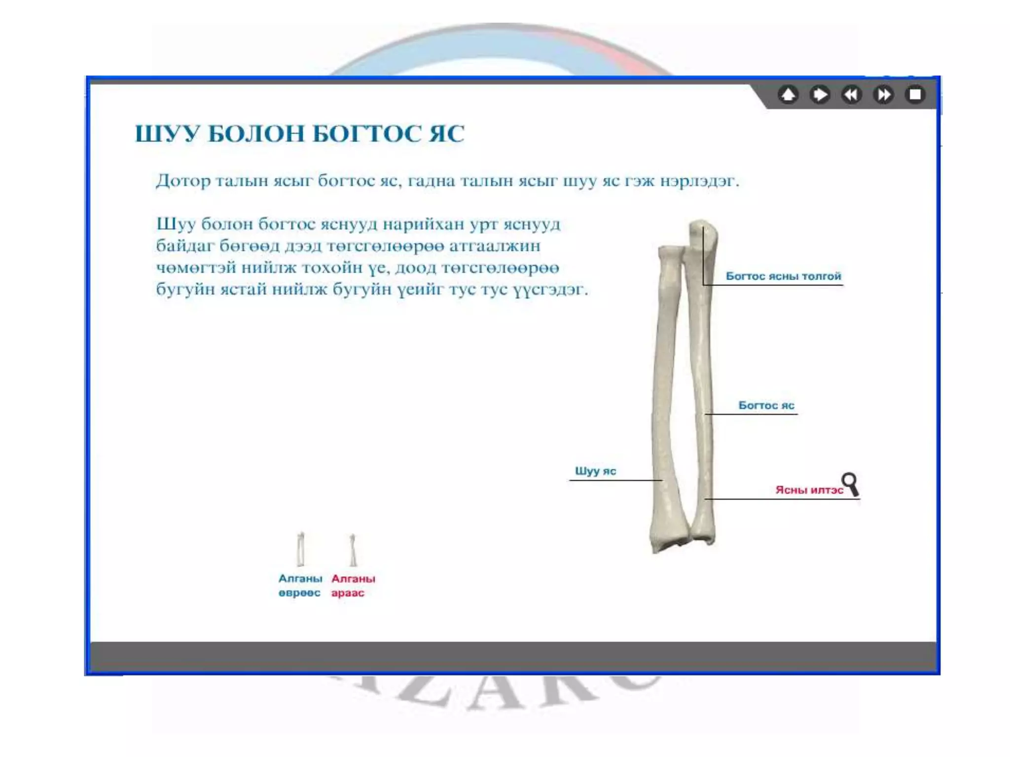 лекц 1 хүний биеийн ерөнхий бүтэц тулгуур эрхтэн тогтолцоо Pptx