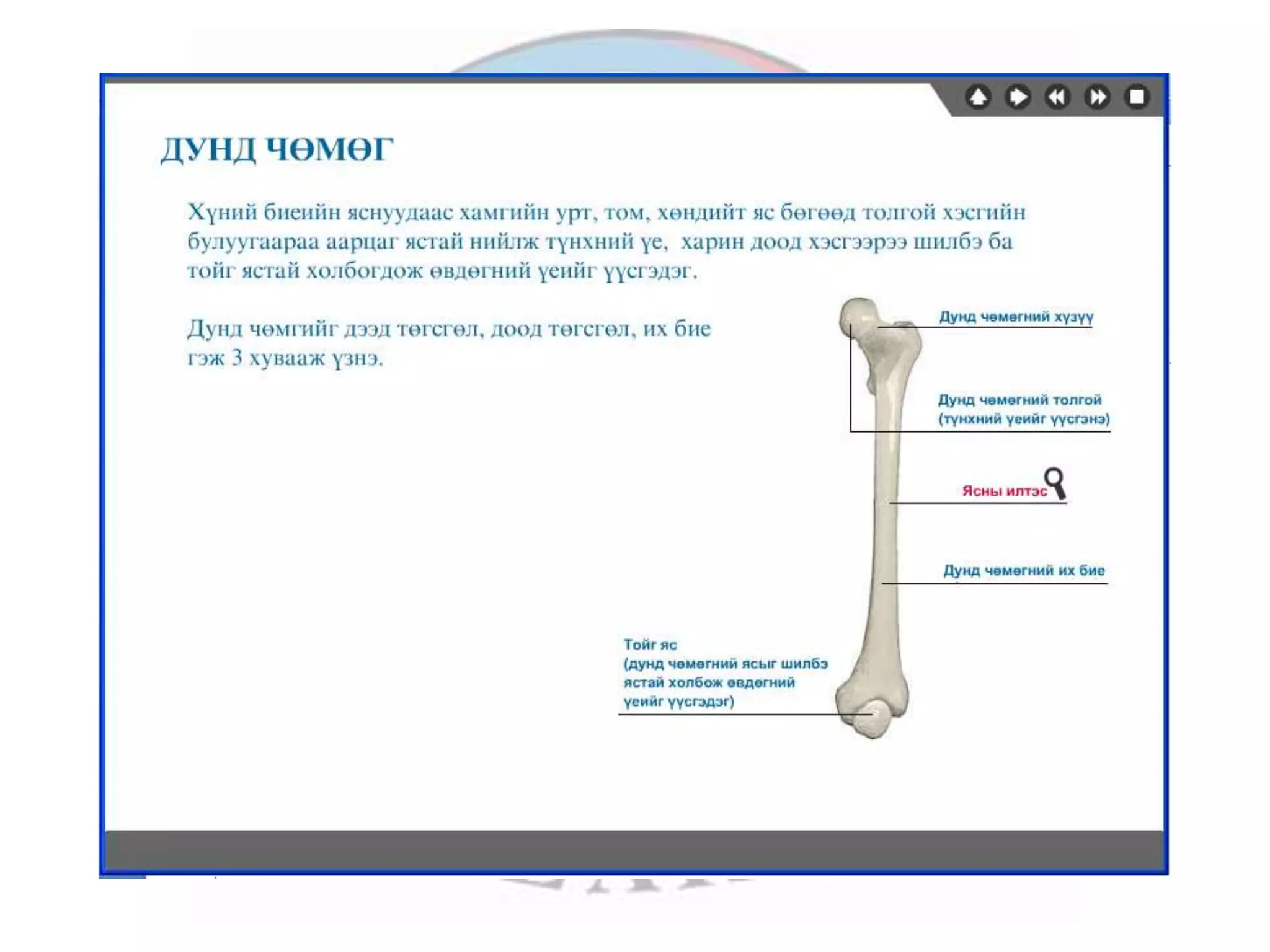 лекц 1 хүний биеийн ерөнхий бүтэц тулгуур эрхтэн тогтолцоо Pptx