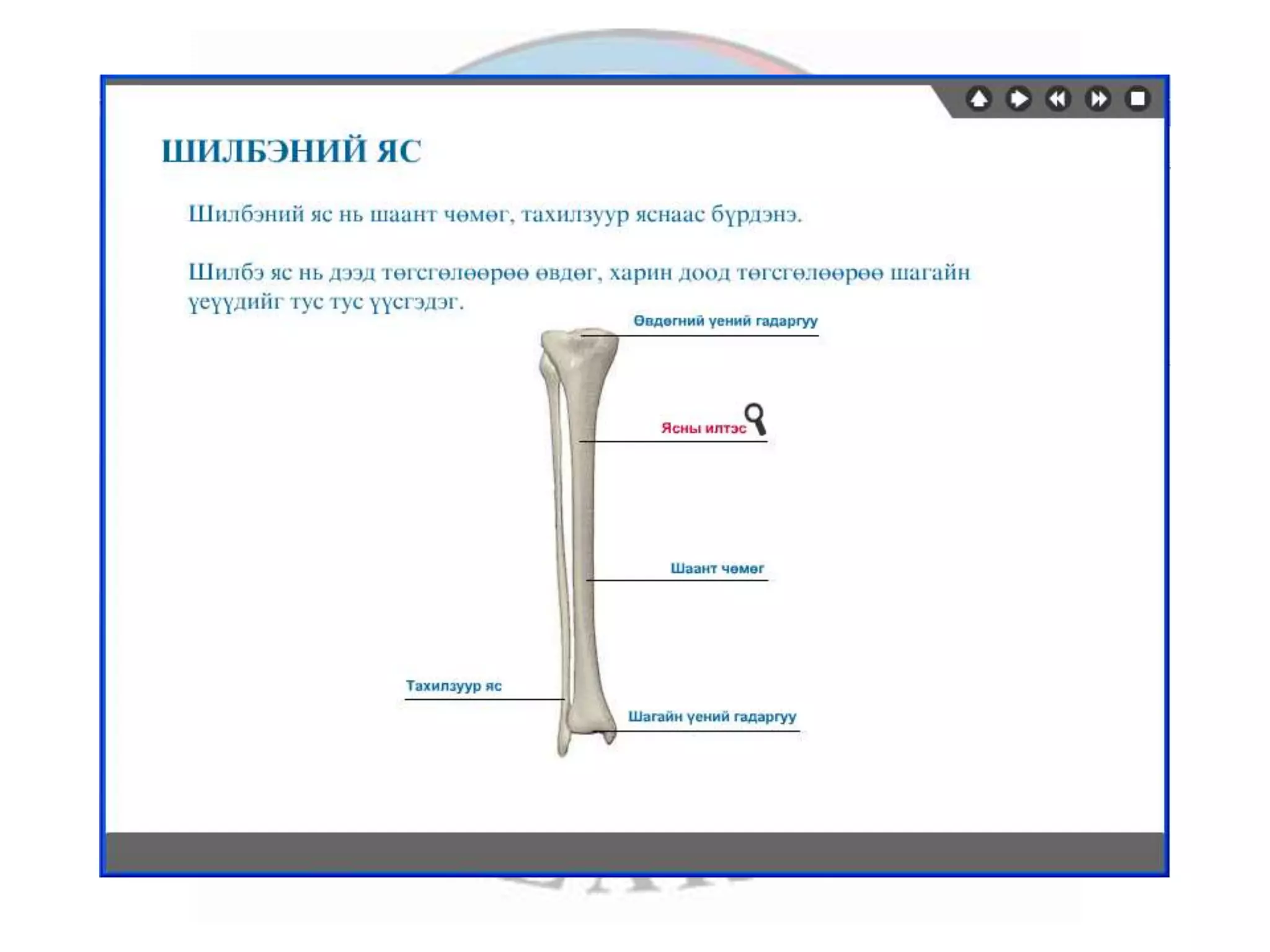 лекц 1 хүний биеийн ерөнхий бүтэц тулгуур эрхтэн тогтолцоо Pptx