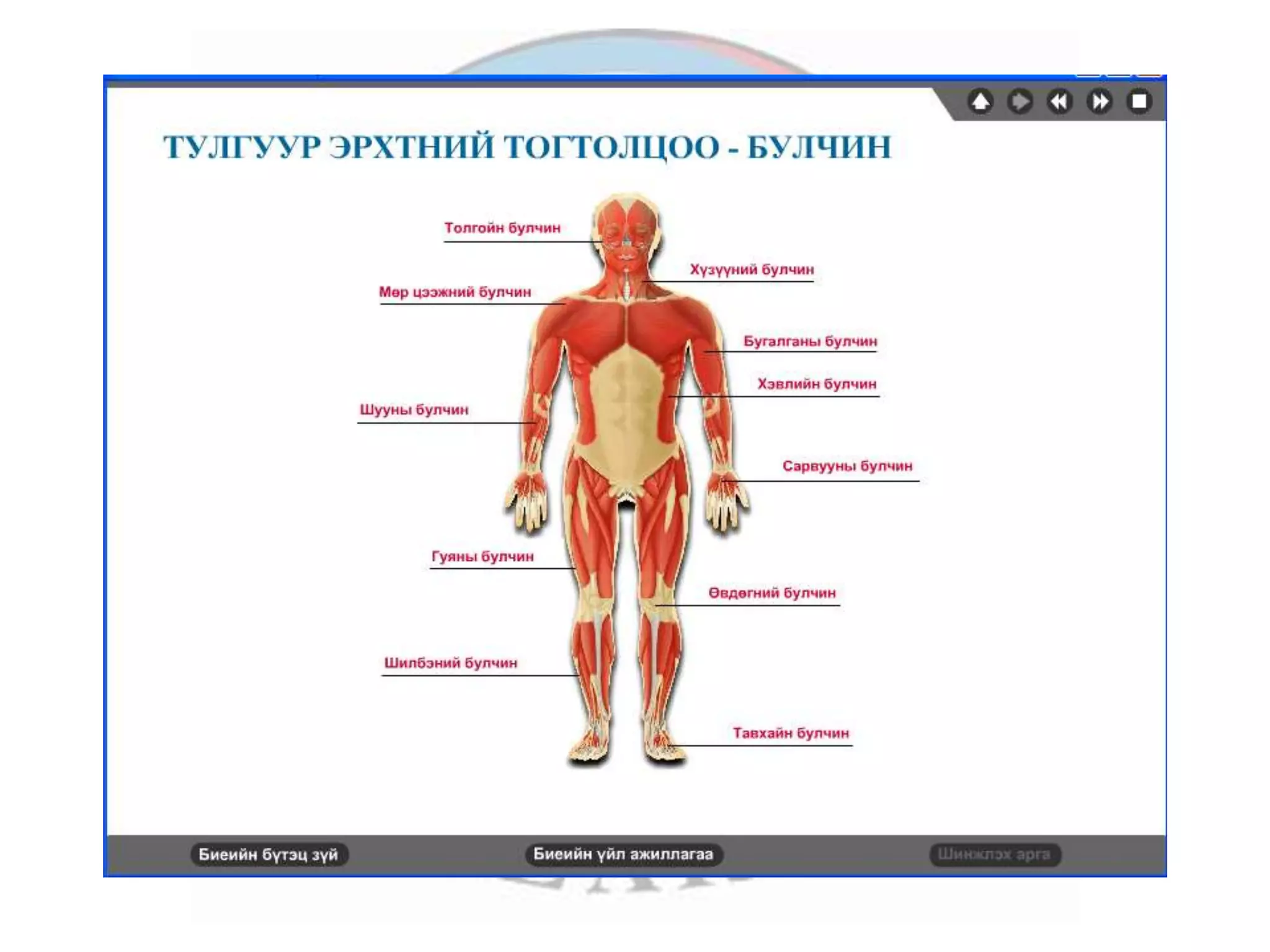 лекц 1 хүний биеийн ерөнхий бүтэц тулгуур эрхтэн тогтолцоо Pptx