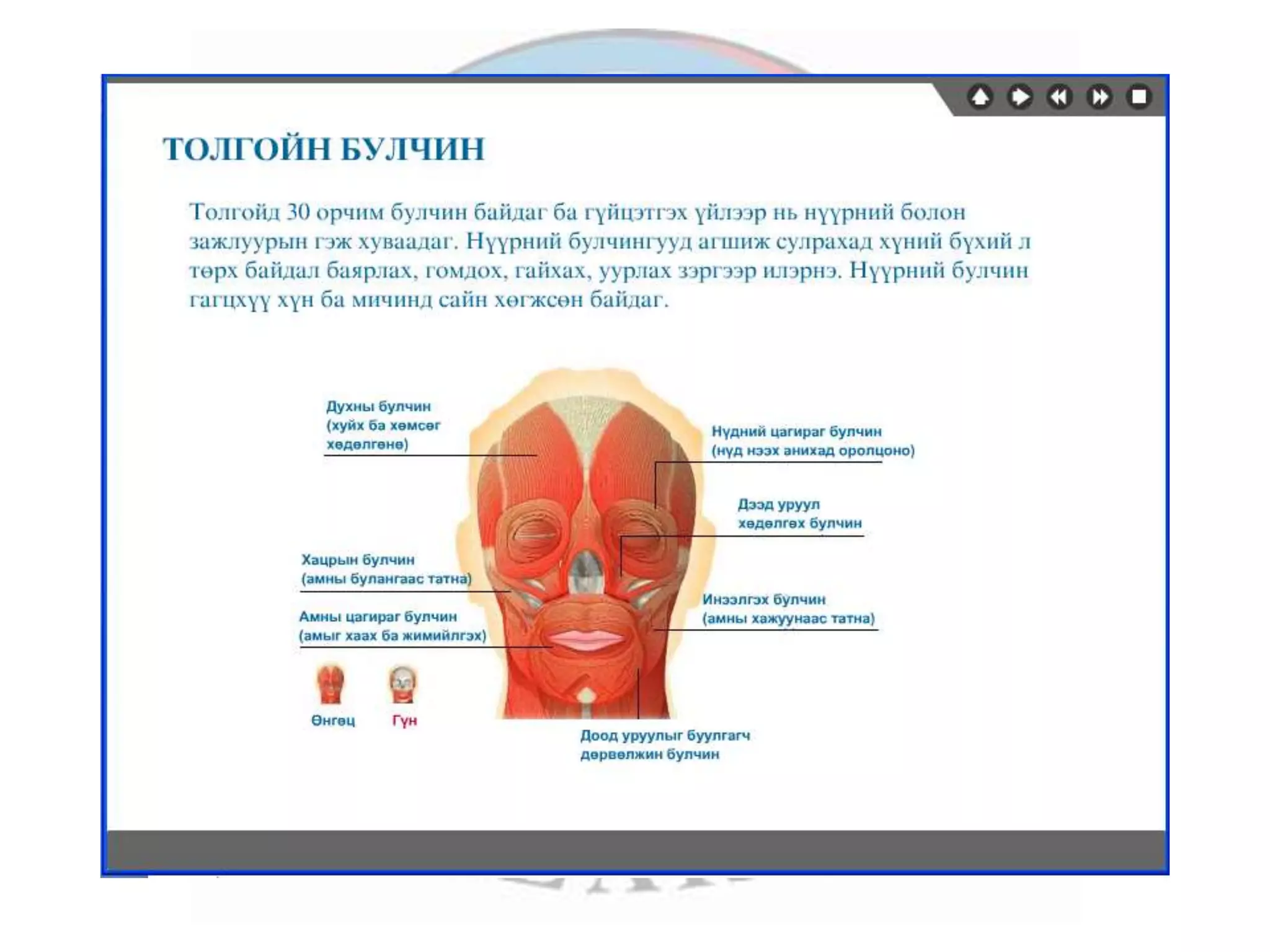 лекц 1 хүний биеийн ерөнхий бүтэц тулгуур эрхтэн тогтолцоо Pptx