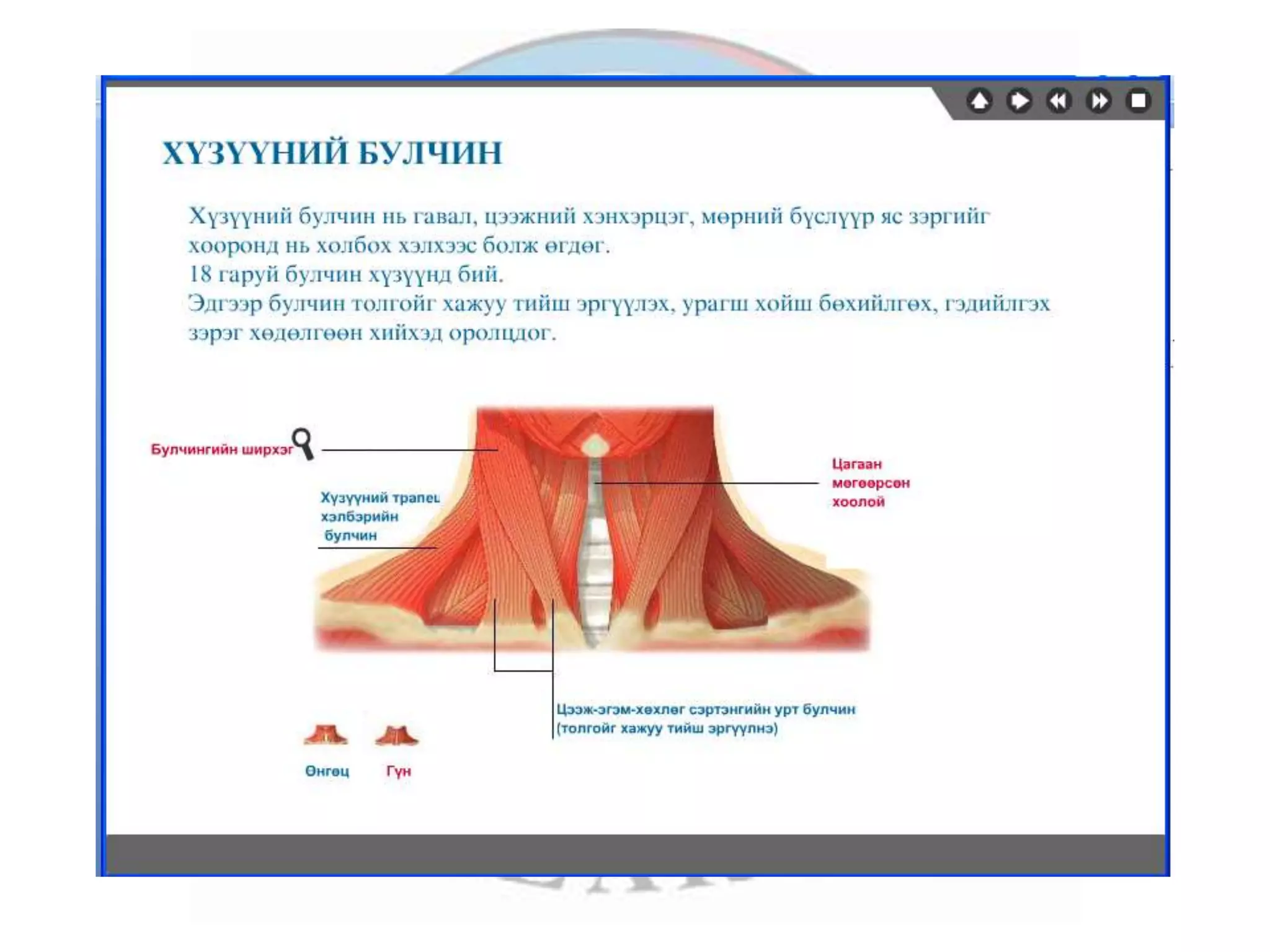 лекц 1 хүний биеийн ерөнхий бүтэц тулгуур эрхтэн тогтолцоо Pptx