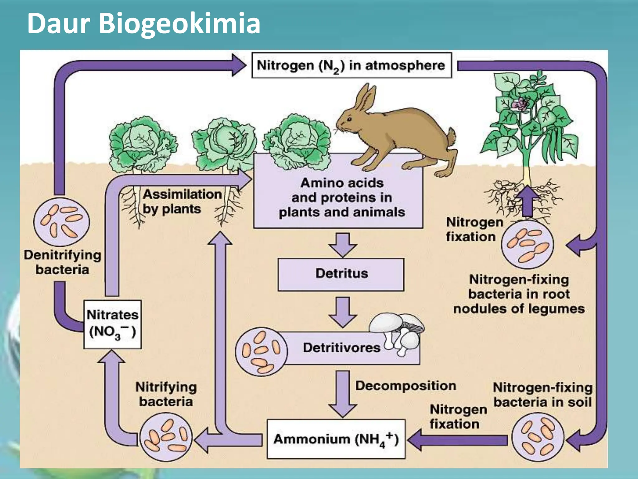 6 EKOSISTEM, piramida makanan, siklus senyawa.pptx